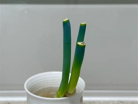 집에서 대파 키우기 파 수경재배 파테크 도전 네이버 블로그