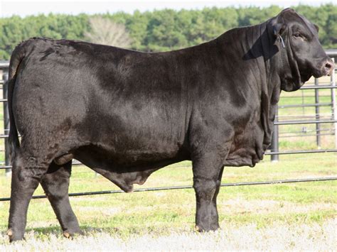 Embassador Telpara Hills