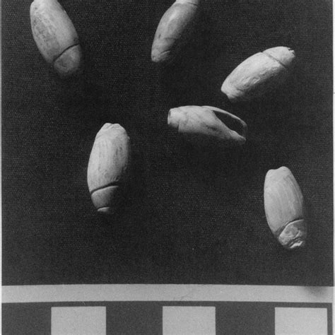 Pdf Olivella Beads From Spiro And The Plains