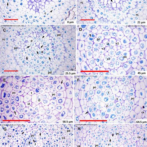 Pdf Comparison Of Promeristem Structure And Ontogeny Of Procambium In Primary Roots Of Zea