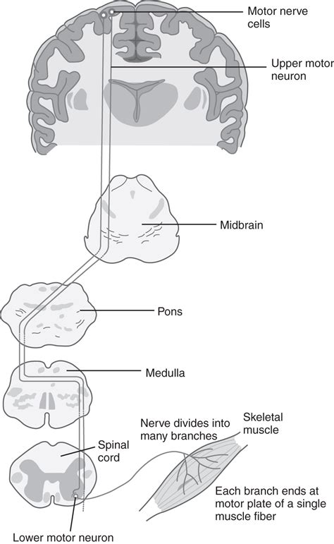 Upper Motor Neuron Anatomy
