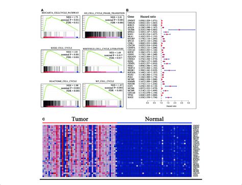 Identification Of The Cell Cycle Related Genes A Six Gene Sets