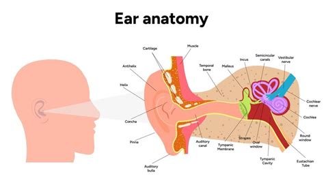 Inner Ear Structure And Function Anatomy Human Ear Vestibular System