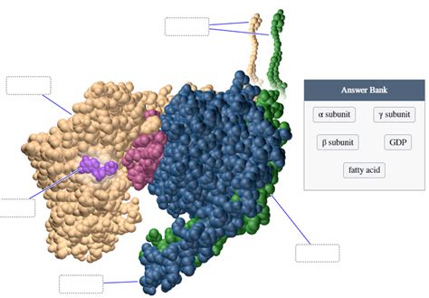 Biol 541 Exam 5 Content And Iclicker Not Finished Diagram Quizlet
