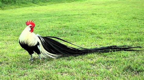 Phoenix Chickens Long Feathered Show Stoppers Youtube