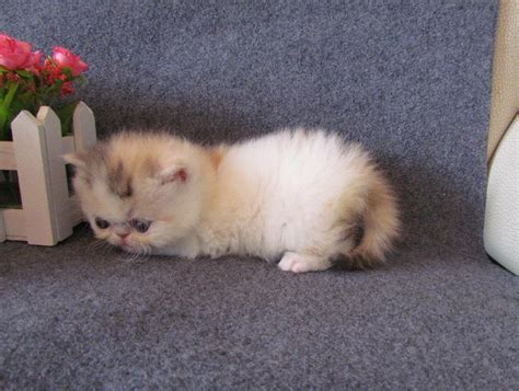 加菲猫喜欢吃什么？给加菲猫喂食要注意什么？