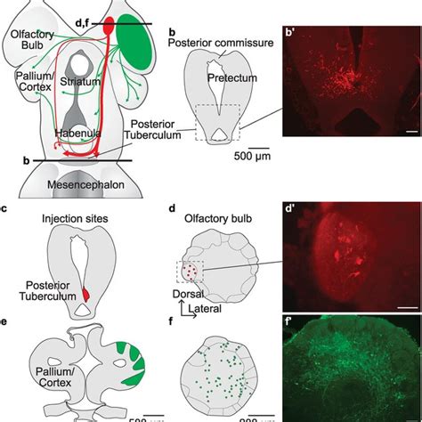 Efferent Olfactory Bulb Projections Involved In Odor Induced