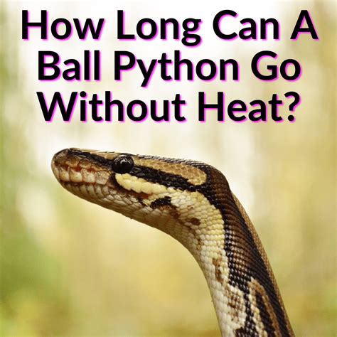 How Long Can A Ball Python Go Without Heat Not Long At All