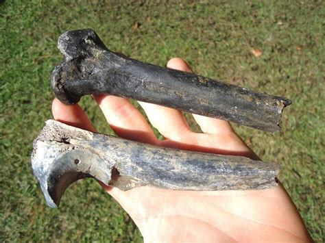 Rare Extinct Capybara Ulna And Radius Bone Florida Fossils Ice Age Rodent