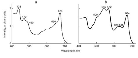 Excitation Spectrum Of Chlorophyll Phosphorescence In Thalluses Of