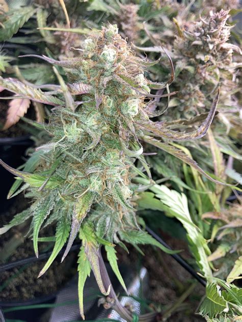 Strawberry Gorilla Lookin Like A Hairy Ass Gorilla Actually Tho 👀 👀 R