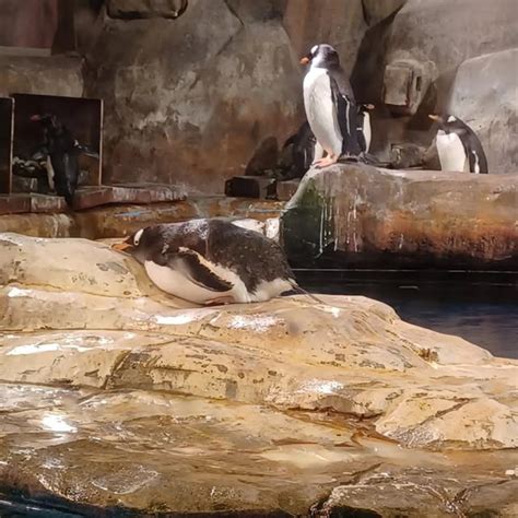 Carson Cheung Penguincarson • Threads Say More