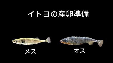 イトヨの産卵準備 Youtube