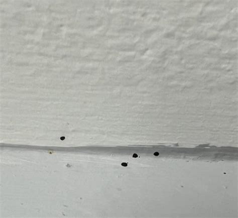 I Found These Droppings Near The Ceiling Are They Bed Bug Droppings Help Rbedbugs
