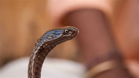 Girl Student Bitten By Snake In Classroom Kerala Govt Orders Probe