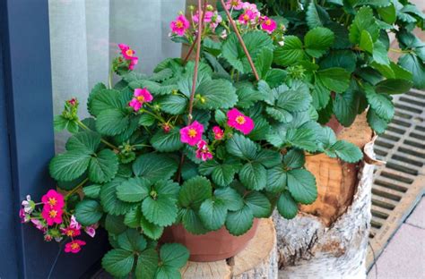 5 Strawberries With Pink Flowers And Where To Buy Them Strawberry Plants