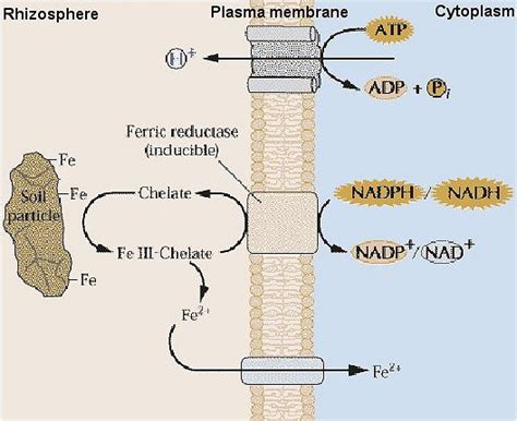 Iron Homeostasis