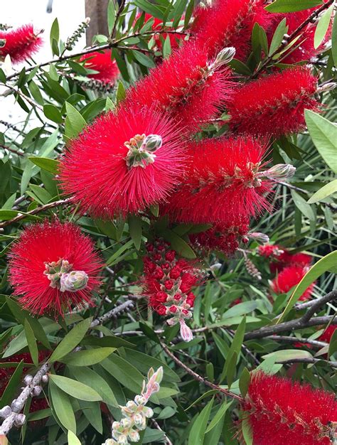 White Bottle Brush Trees Callistemon Icy Burst™ Bottlebrush 8 Pot