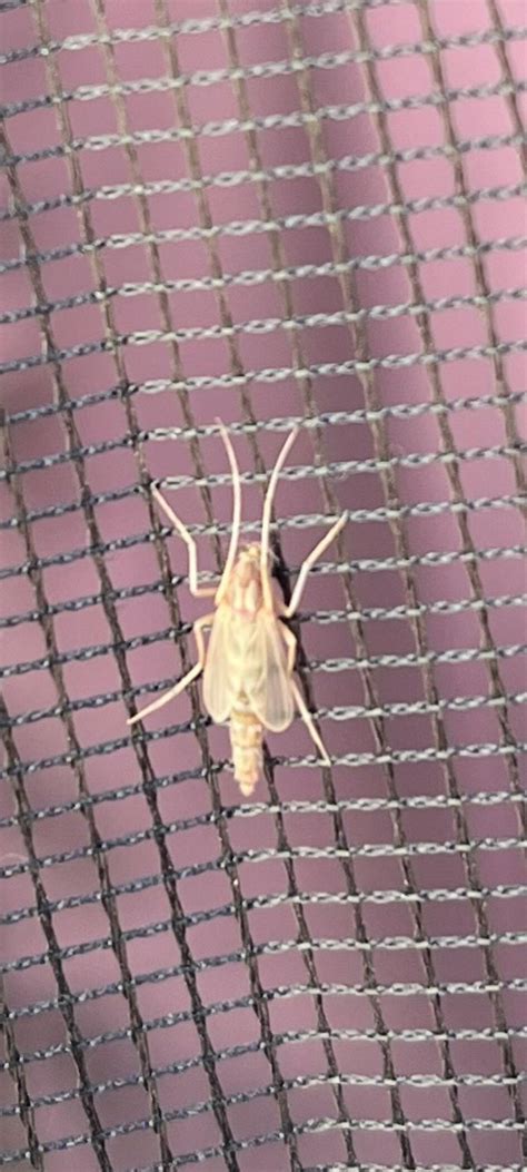 California Bug Rwhatsthisbug