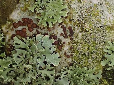 Wild Women Over 50 Lichen Identification Ham Hill Country Park Stoke Sub Hamdon 24 October