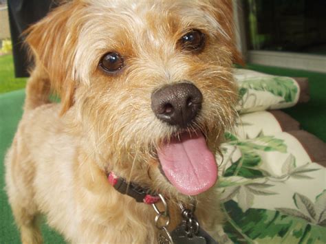 What Is Terrier Mix