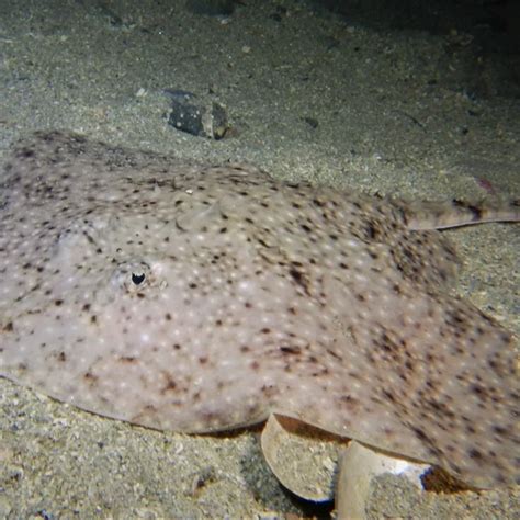 Thorny Skate Facts Diet Habitat And Pictures On Animaliabio