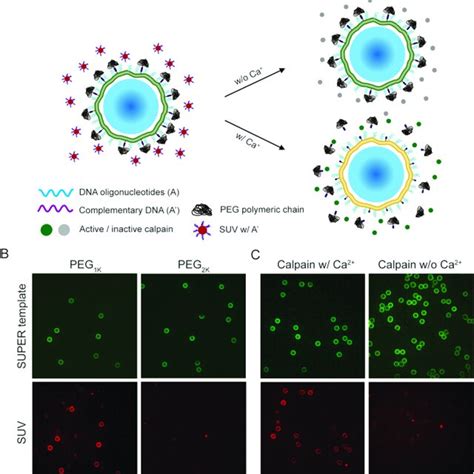 Cholesterol Conjugated Dna Oligos Mediate Membrane Interactions Between