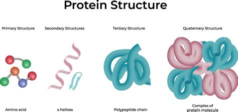 Protein Structure Primary Secondary Tertiary Quaternary Illustration