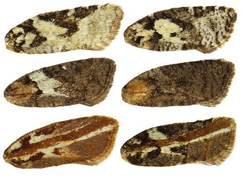 Factsheet Acleris Variana