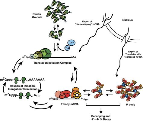 P Bodies And The Control Of Mrna Translation And Degradation Molecular
