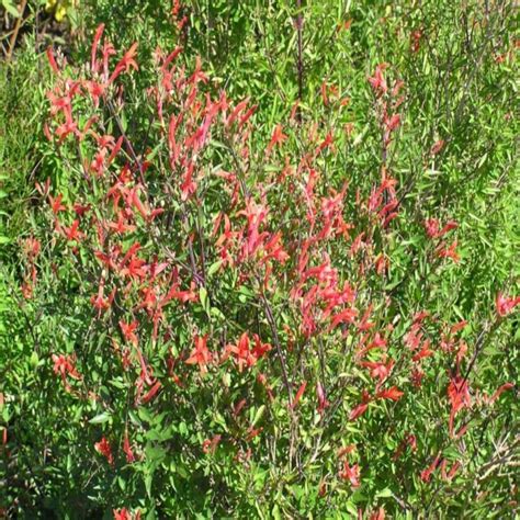 Anisacanthus Quadrifidus Var Wrightii Texas Firecracke Siteone