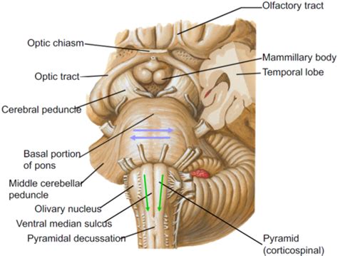 Cerebellar Peduncles Anatomy
