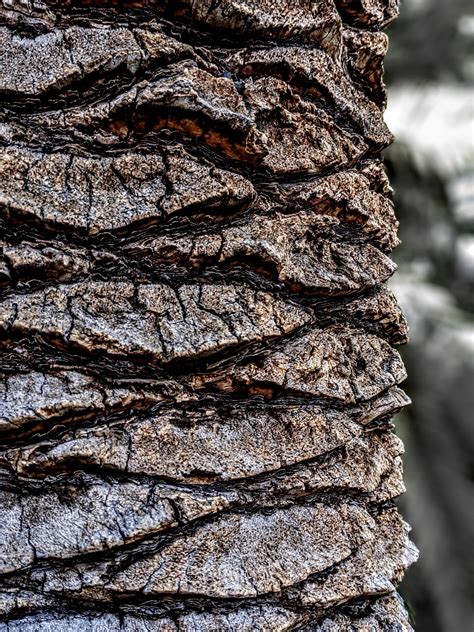 Palm Tree Bark Close Up Free Photo On Pixabay Pixabay