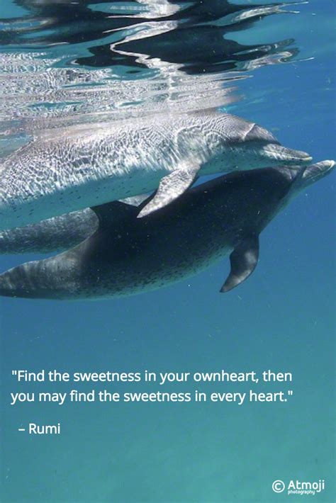 Wildquest Dolphin Retreat 19 2016 Dolphins Motivational Quotes