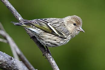 Investigating Salmonella And Wild Songbirds One Health Cdc