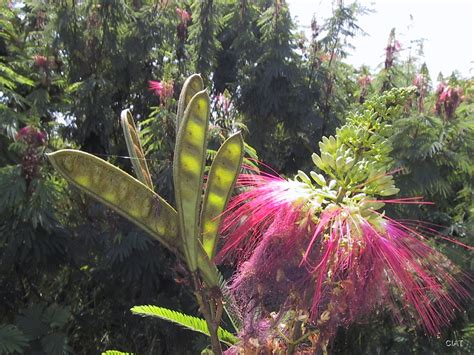 Calliandra Calothyrsus Tropical Forages