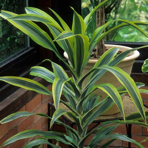 Corn Plant Dracaena Care