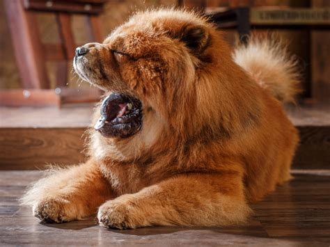 Americas Least Active Dog Breed Is The Chow Chow Business Insider