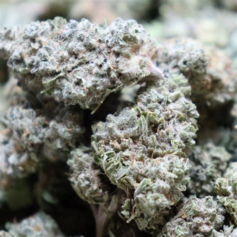 Lemon Tree Oh My Buds