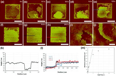 Self Limiting Multiplexed Assembly Of Lipid Membranes On Large Area