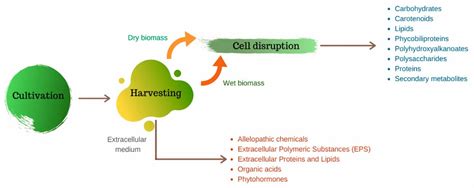 Cell Wall Rupture Of Microalgae Lifeasible