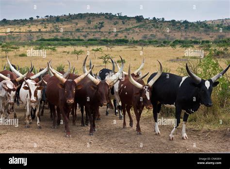 Africa Rwanda Ankole Watusi Breed Of Cattle Near Akagera Np In Rwanda