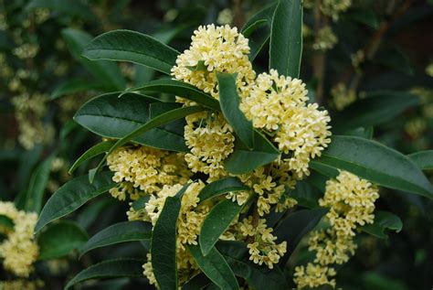 Osmanthus Fragrans Fodingzhu Nurseries Caroliniana