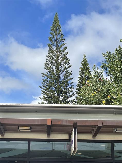 What Is This Tree Scrolller