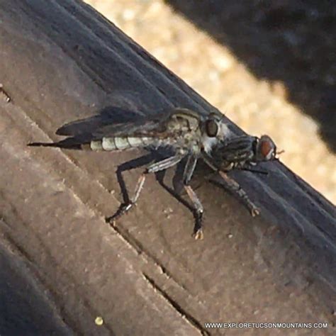 Tucson Wildlife Photo Gallery Explore The Tucson Mountains