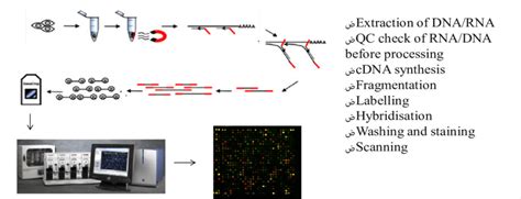 General Workflow Of An Array Download Scientific Diagram