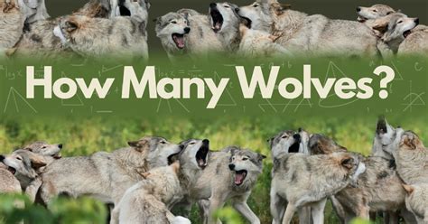 Minnesotas Wolf Population Inaccurate Counts