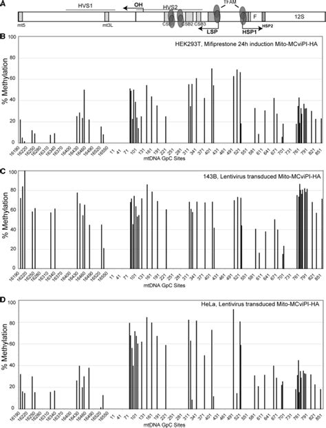 In Vivo Mtdna Methylation In The Ncr D Loop Region In Different Cell