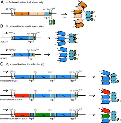 Schematic Diagrams Showing The Genetic Left And Domain Structure Download Scientific Diagram