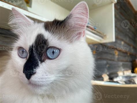 The Head And Muzzle Of A White With Black Spots Fluffy Beautiful Cat